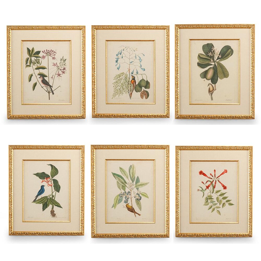 Catesby Bird & Botanical Giclees
