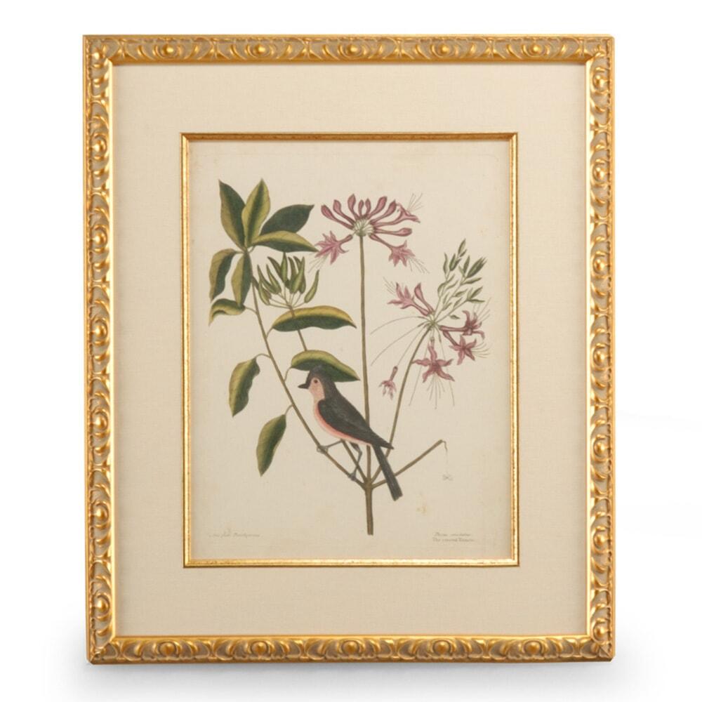 Catesby Bird & Botanical Giclees