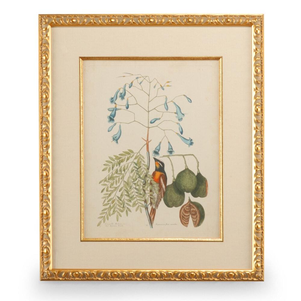 Catesby Bird & Botanical Giclees