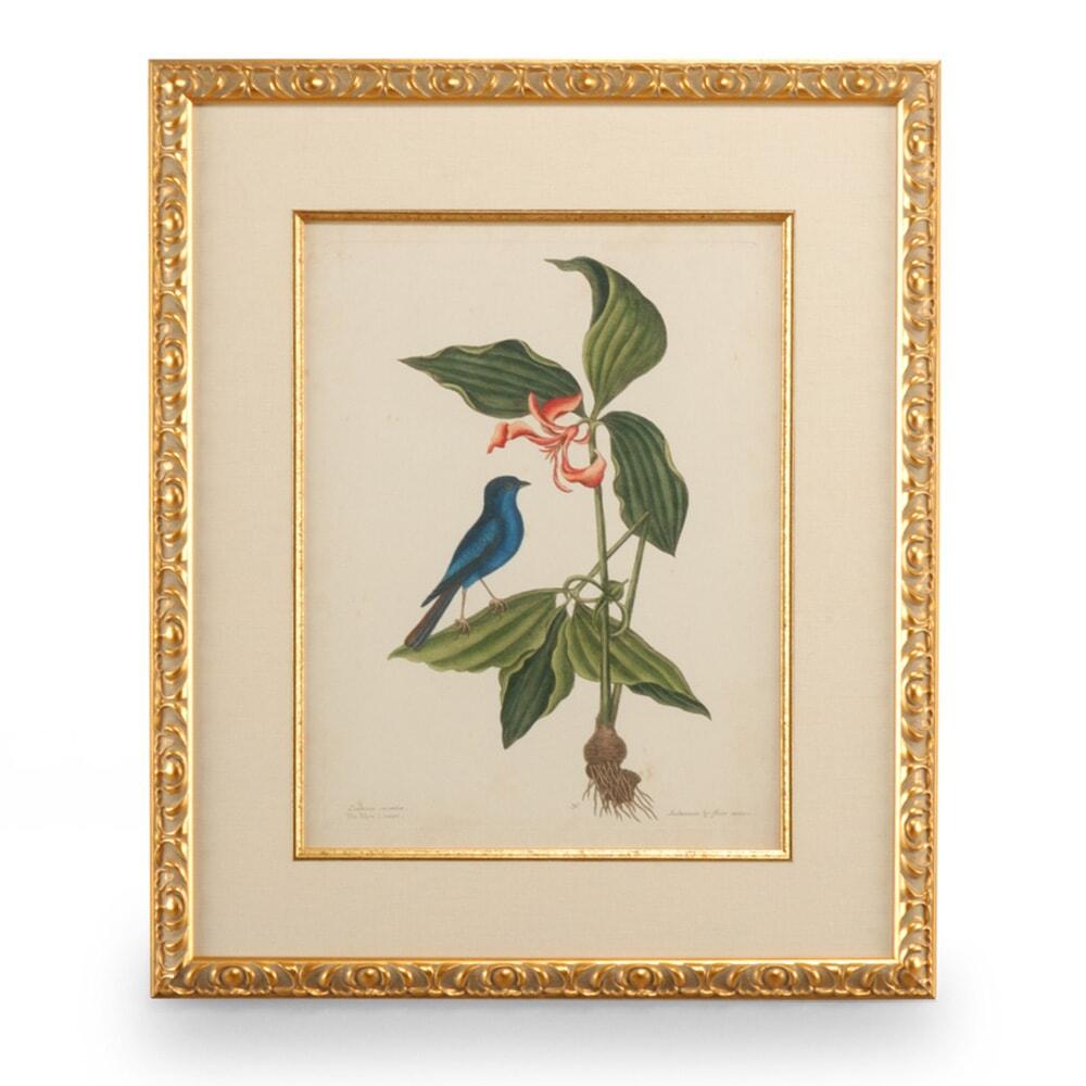 Catesby Bird & Botanical Giclees