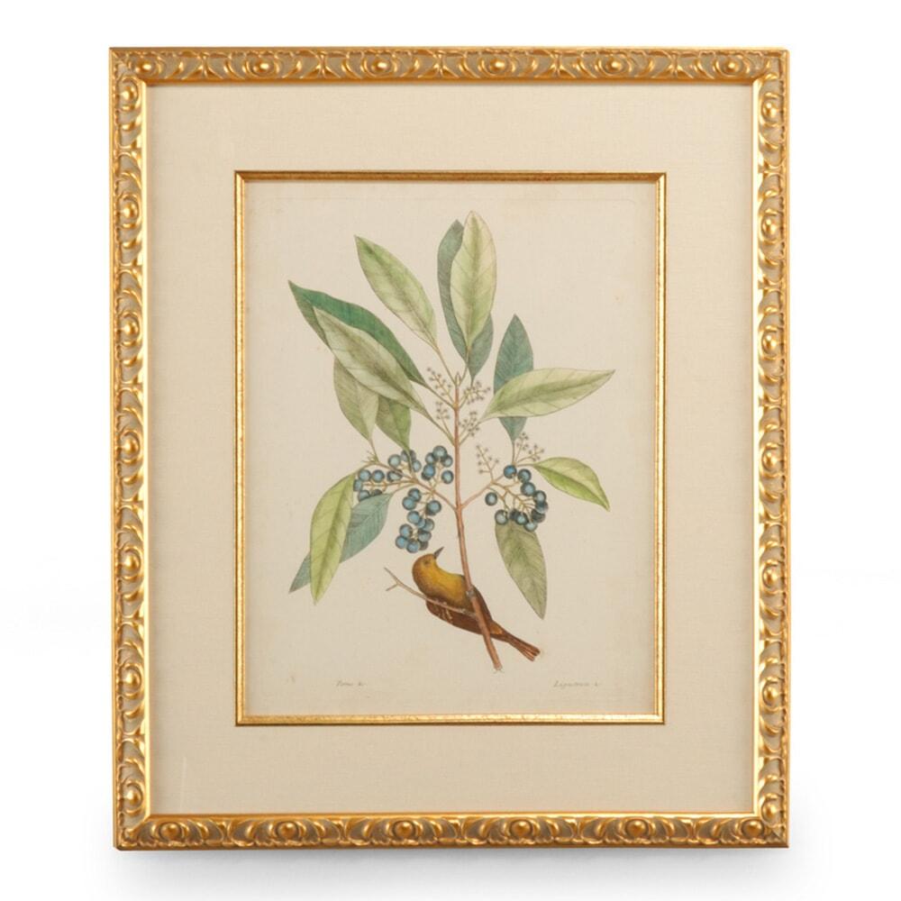 Catesby Bird & Botanical Giclees